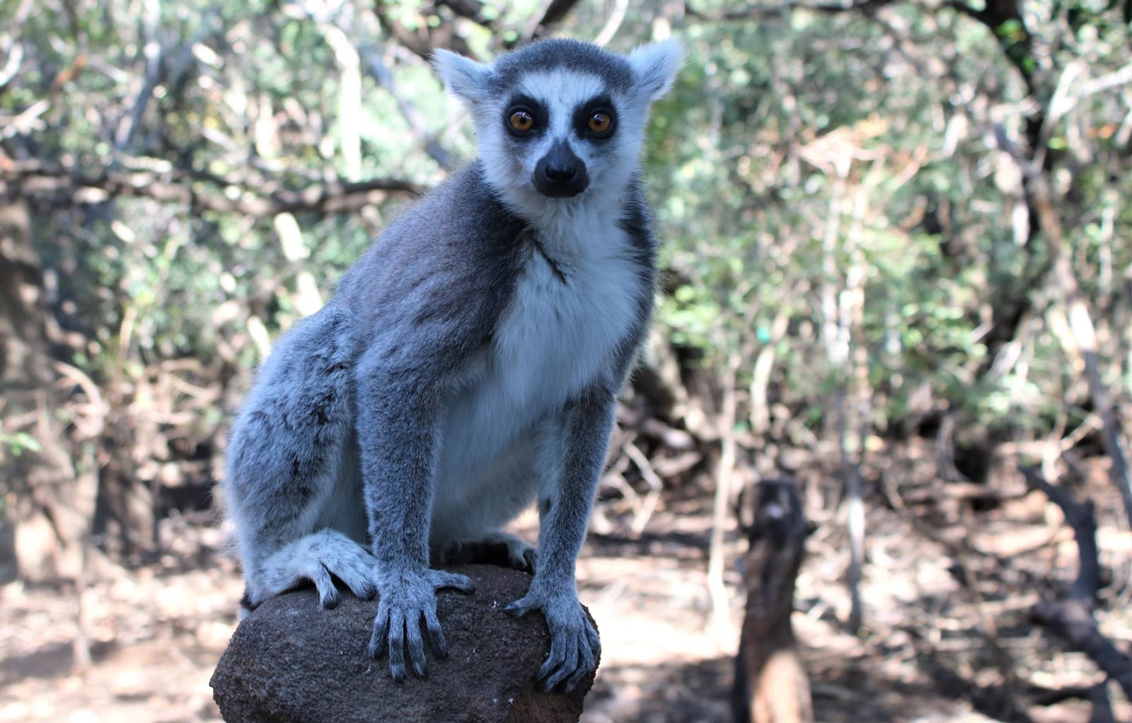 Monkey Sanctuary in Hartbeespoort Dam - South Africa Tourism Online ...