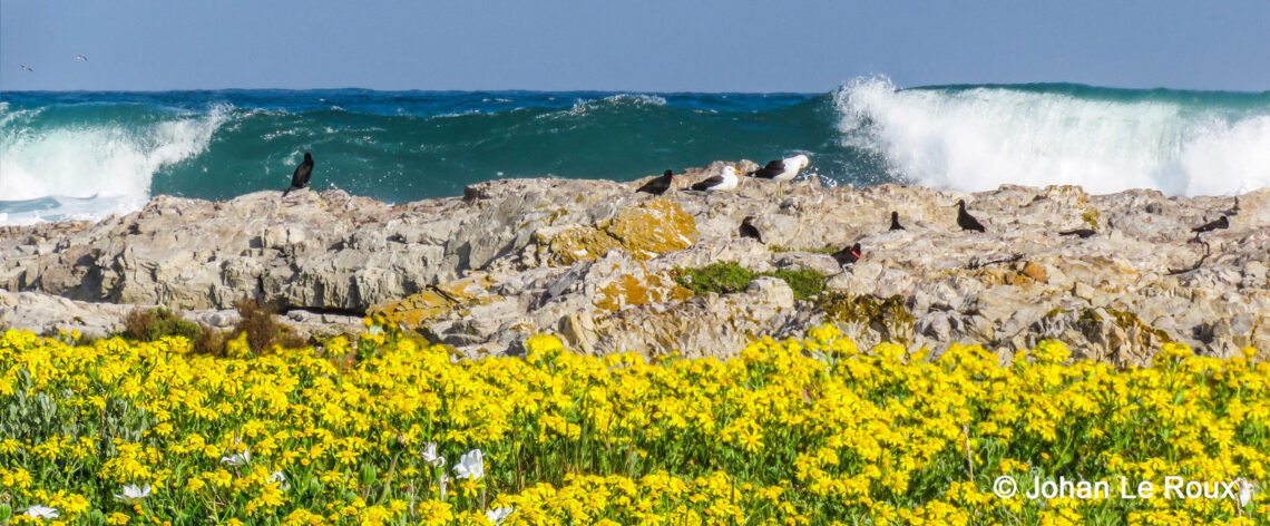Explore Gansbaai - The Shark Capital of South Africa - South Africa ...